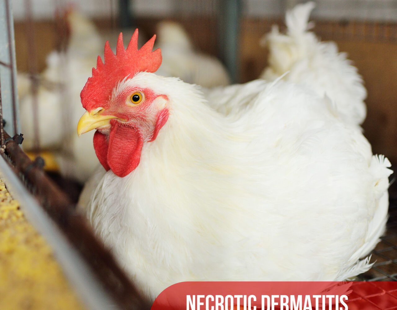 necrotic dermatitis Archives - IFTA USA - High-quality feed additives ...